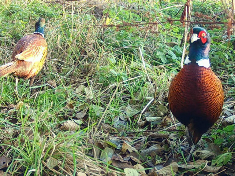 Spotted! | Lauriston Farm