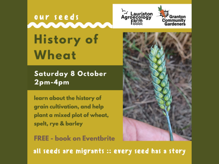 Our Seeds: History of Wheat | Lauriston Farm
